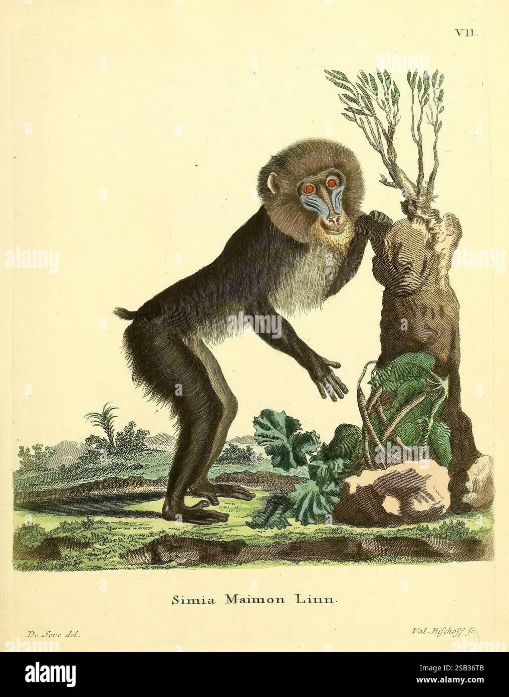 Die Säugthiere in Abbildungen nach der Natur, Erlangen, expédition des ...