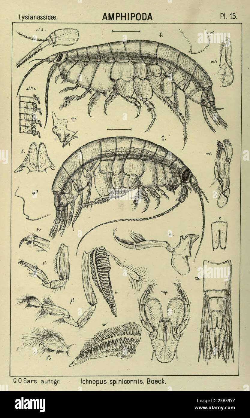 Compte rendu des crustacés de Norvège Amphipodes plaques Christiania, A ...