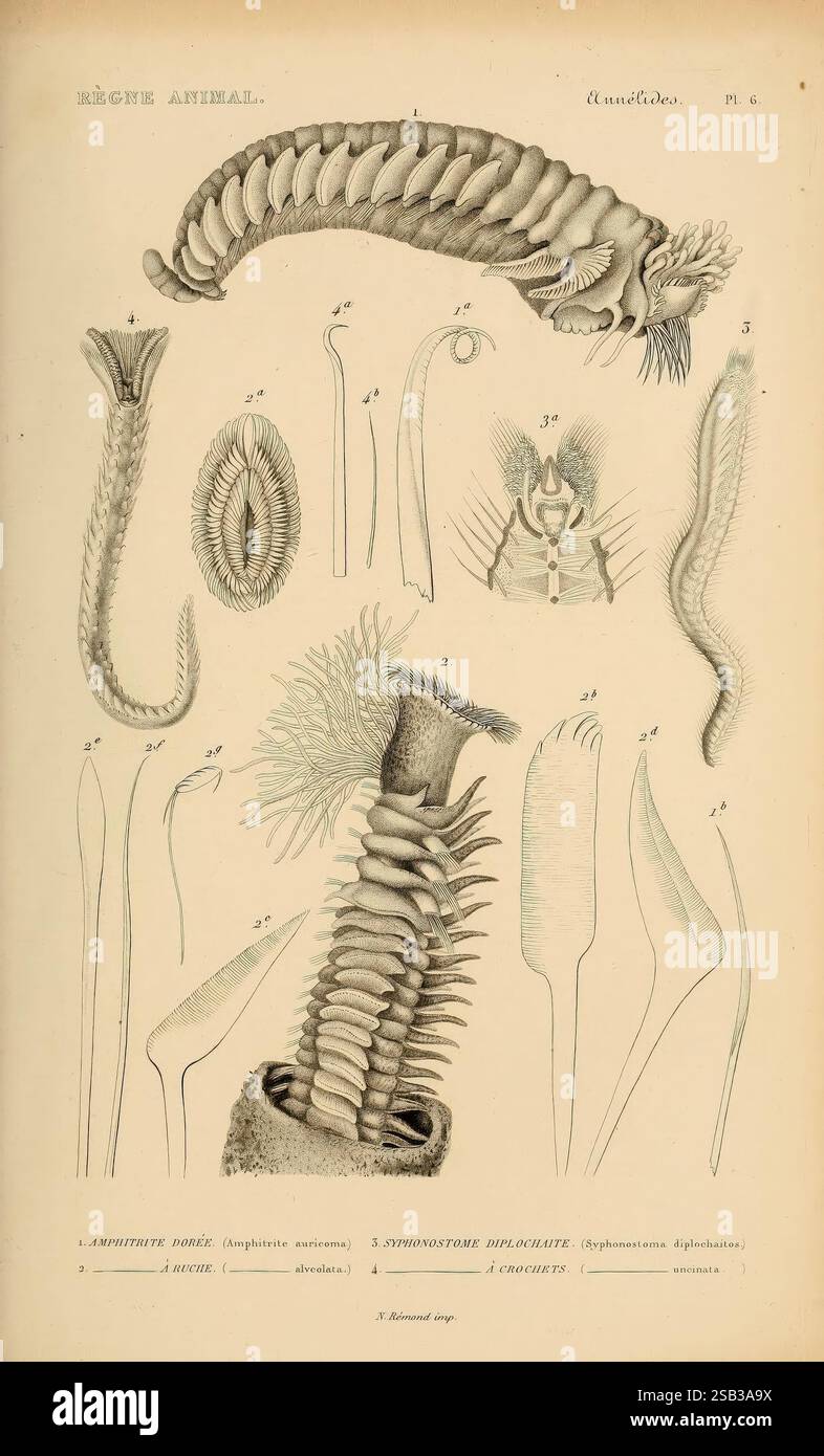 Le règne animal distribué d'après son organisation Paris, 1836-1849 ...