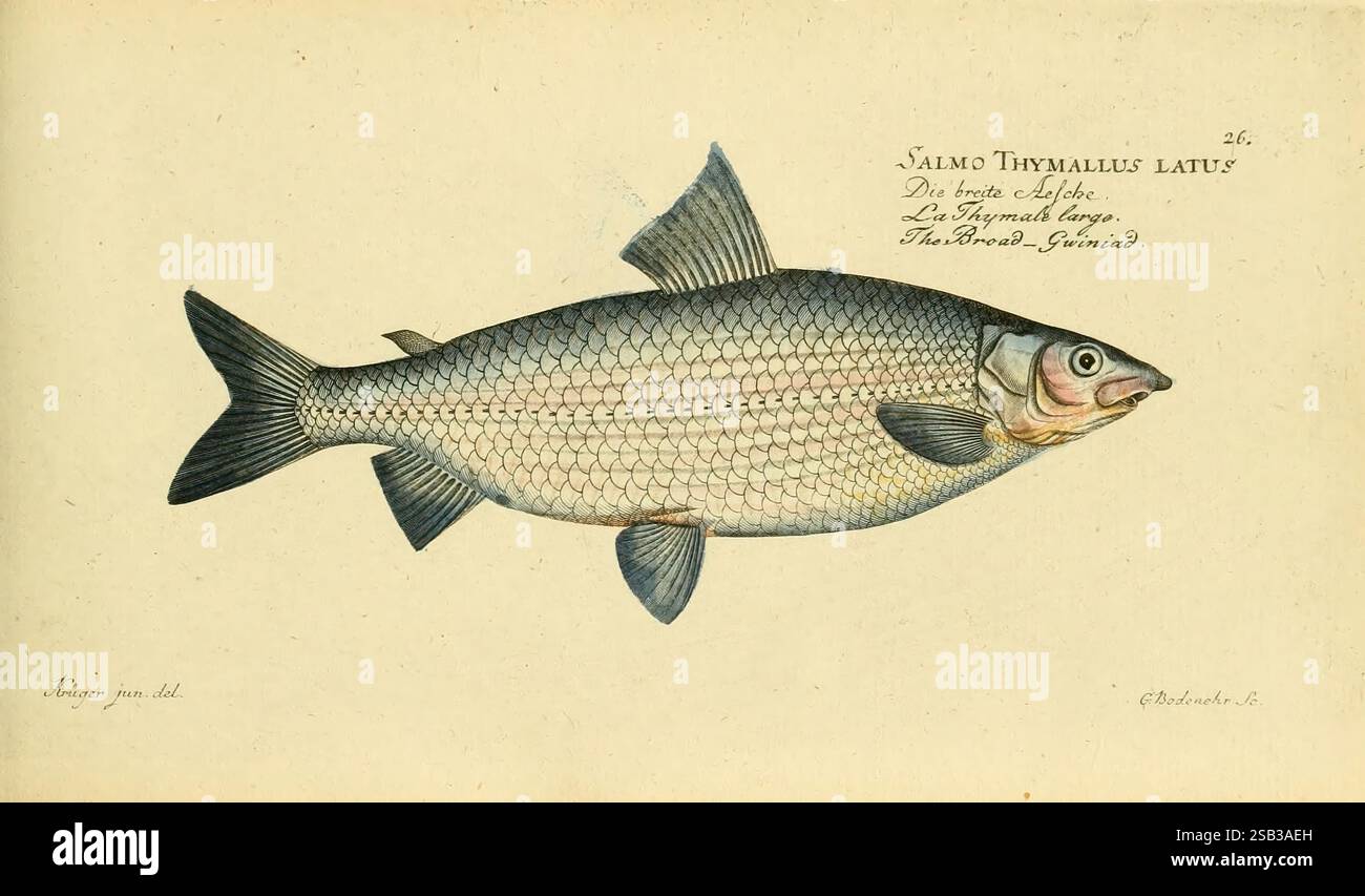 Ichtyologie ou histoire naturelle des poissons, Berlin, chez l'auteur ...