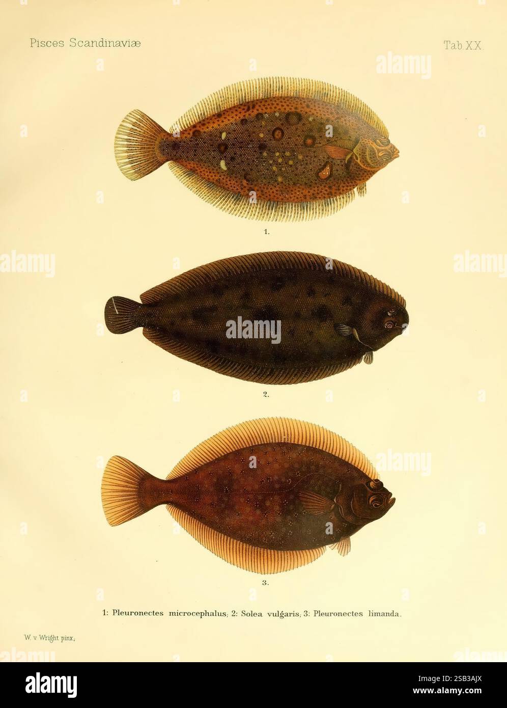 1892 1895 identification classification des poissons de scandinavie ...