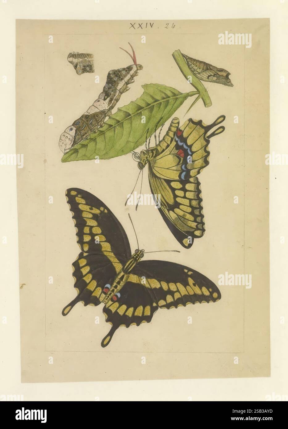 Lépidoptères, manuscrit, [entre 1873 et 1883?], lépidoptères, cycles de ...