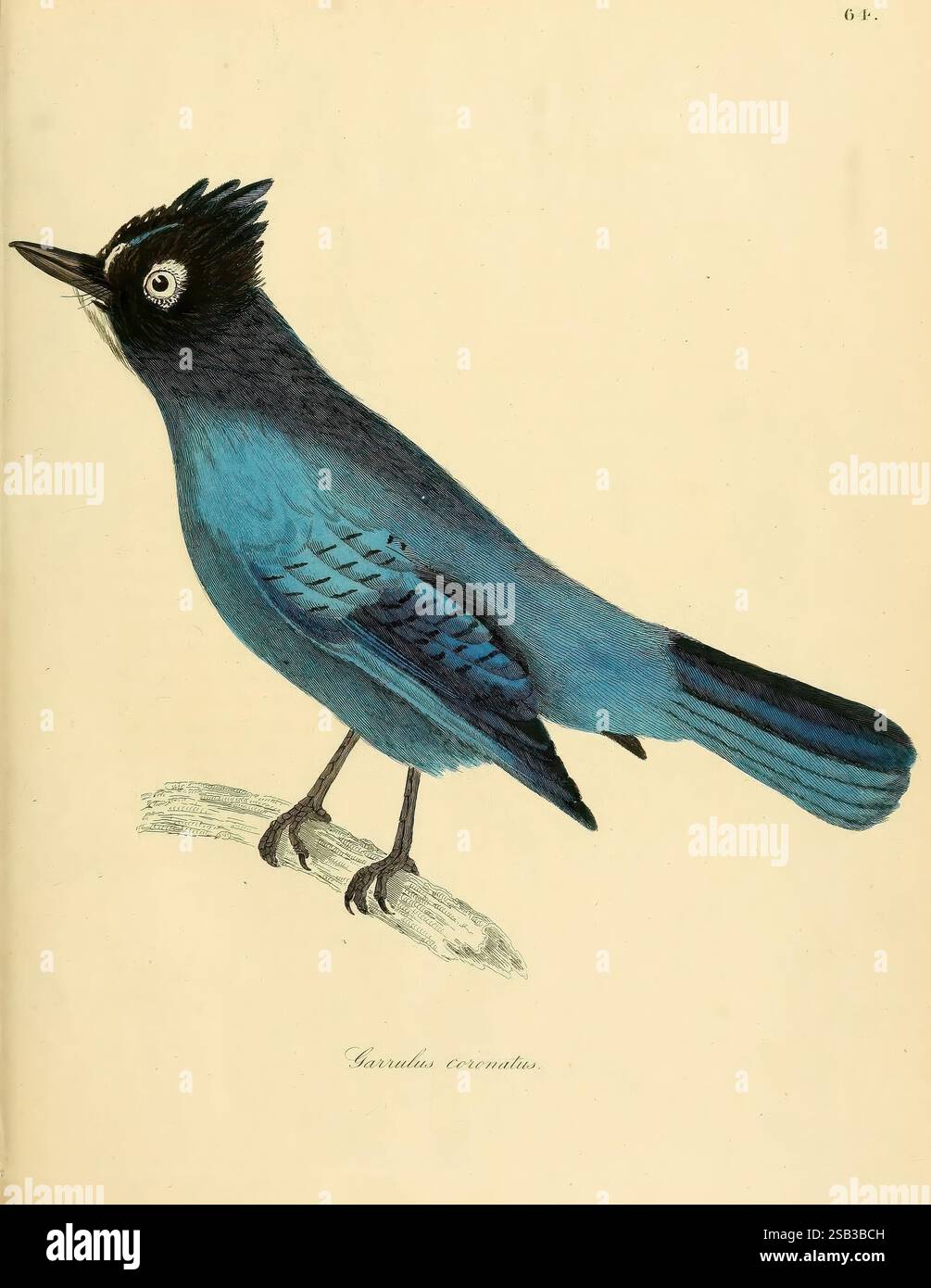 Illustrations de l'ornithologie Dublin Longman Rees Orme Brown Green S ...