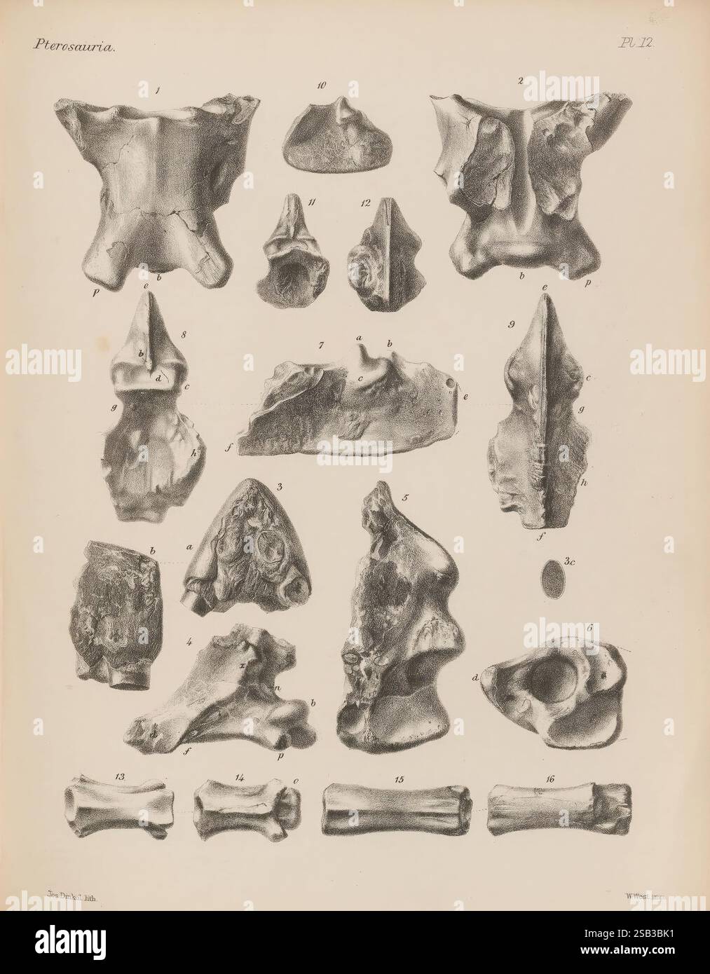 A history of British Fossil reptiles, Londres, Cassell & Company ...