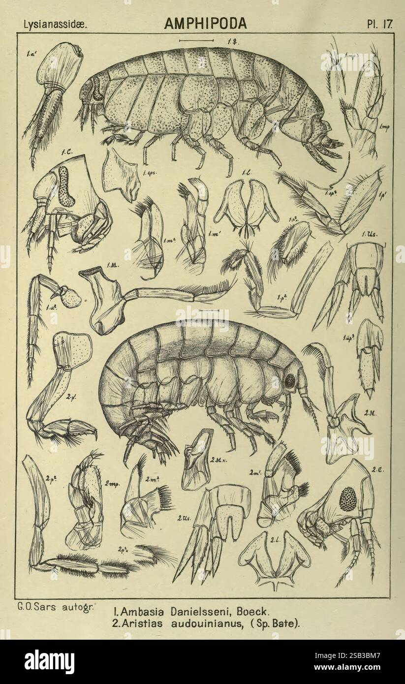 Un récit des crustacés de Norvège amphipodes, planches, Christiania, A ...