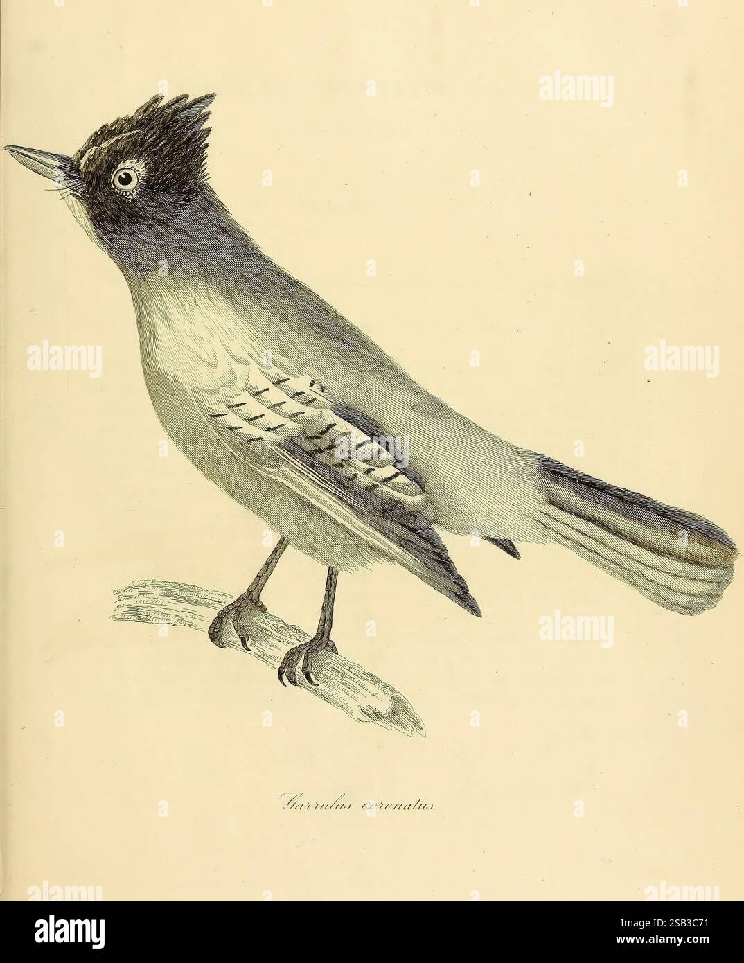 Illustrations d'ornithologie, Dublin, Longman, Rees, Orme, Brown ...