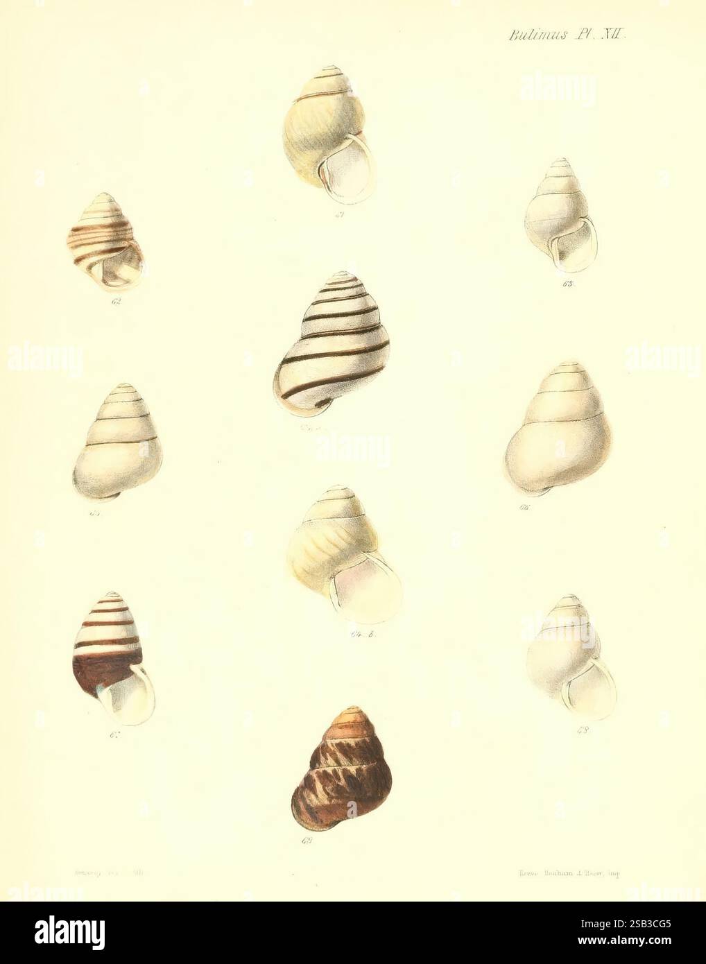 Conchologia iconica, ou illustrations des coquilles des animaux ...