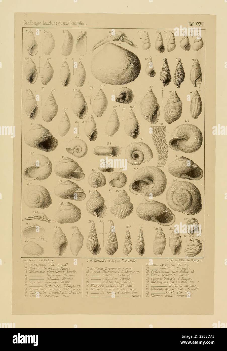 Die, Land, und, süsswasser, Conchylien, der, Vorwelt, Wiesbaden, C.W ...
