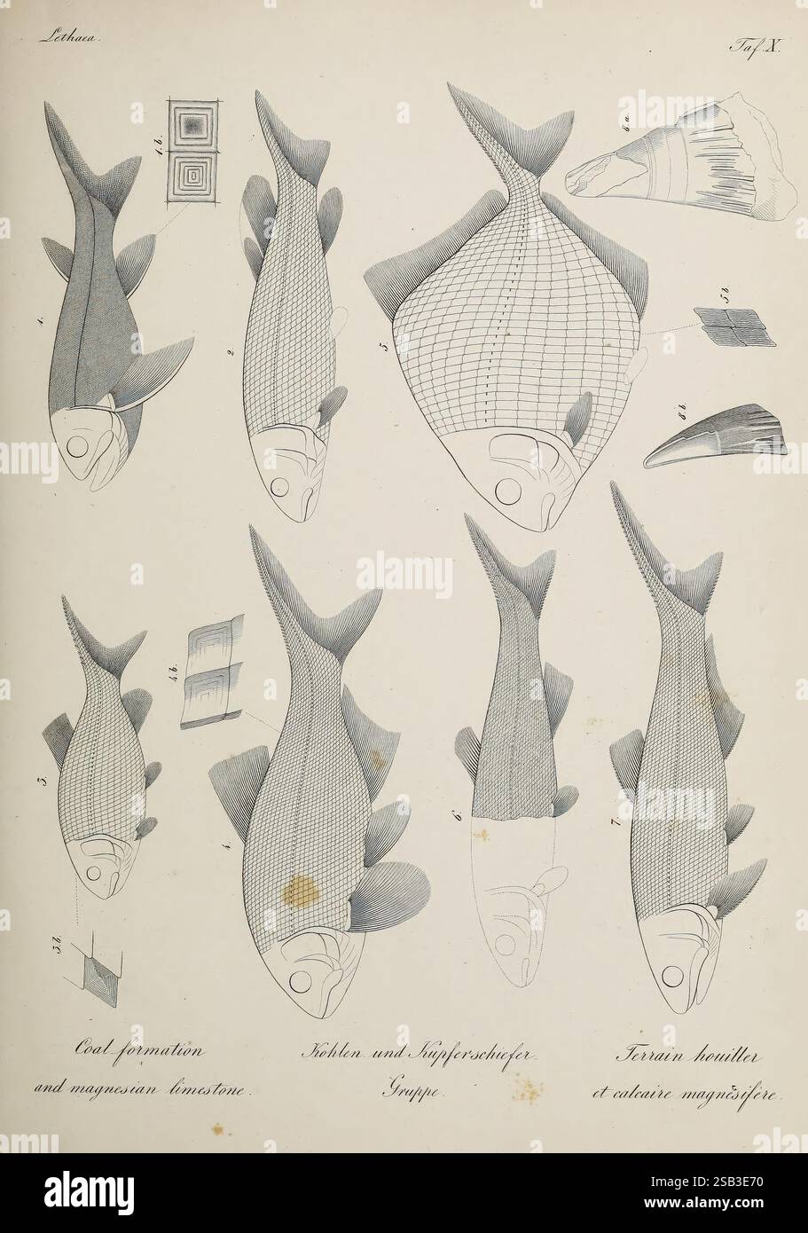 Lethaea geognostica oder Abbildungen und Beschreibungen der für die ...