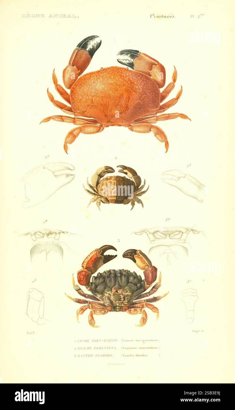 Le règne animal distribué d'après son organisation, Paris, 1836-1849, anatomie, comparative ...