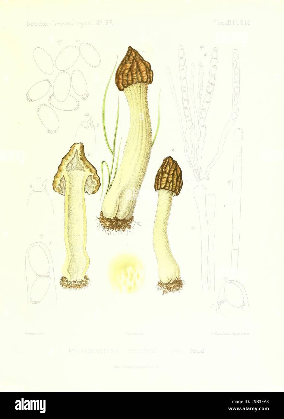 Icones mycologicæ, ou iconographie des champignons de France ...