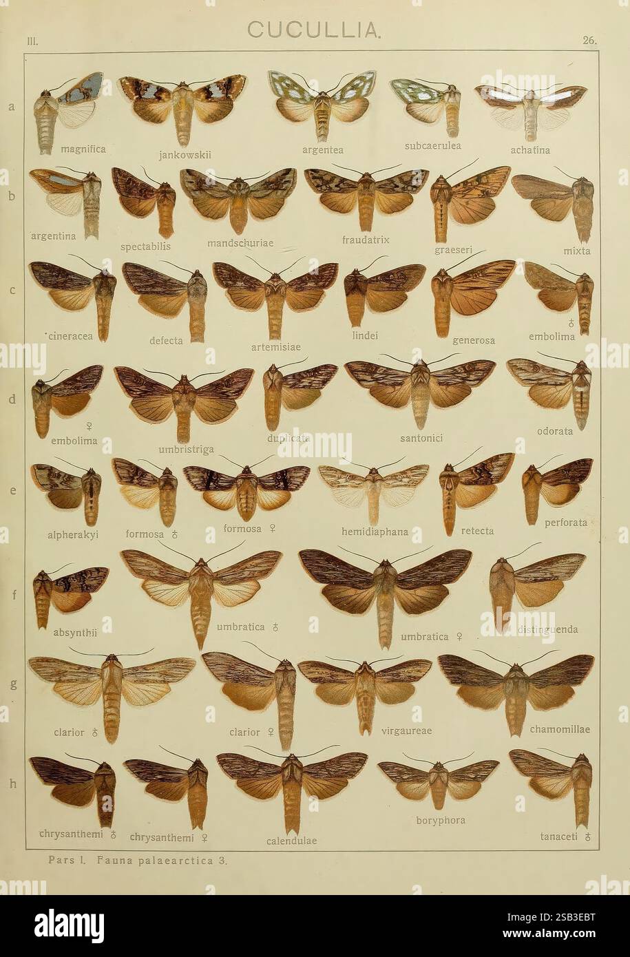 Les macrolépidoptères du monde. v.3. Planches Stuttgart, Seitz'schen ...