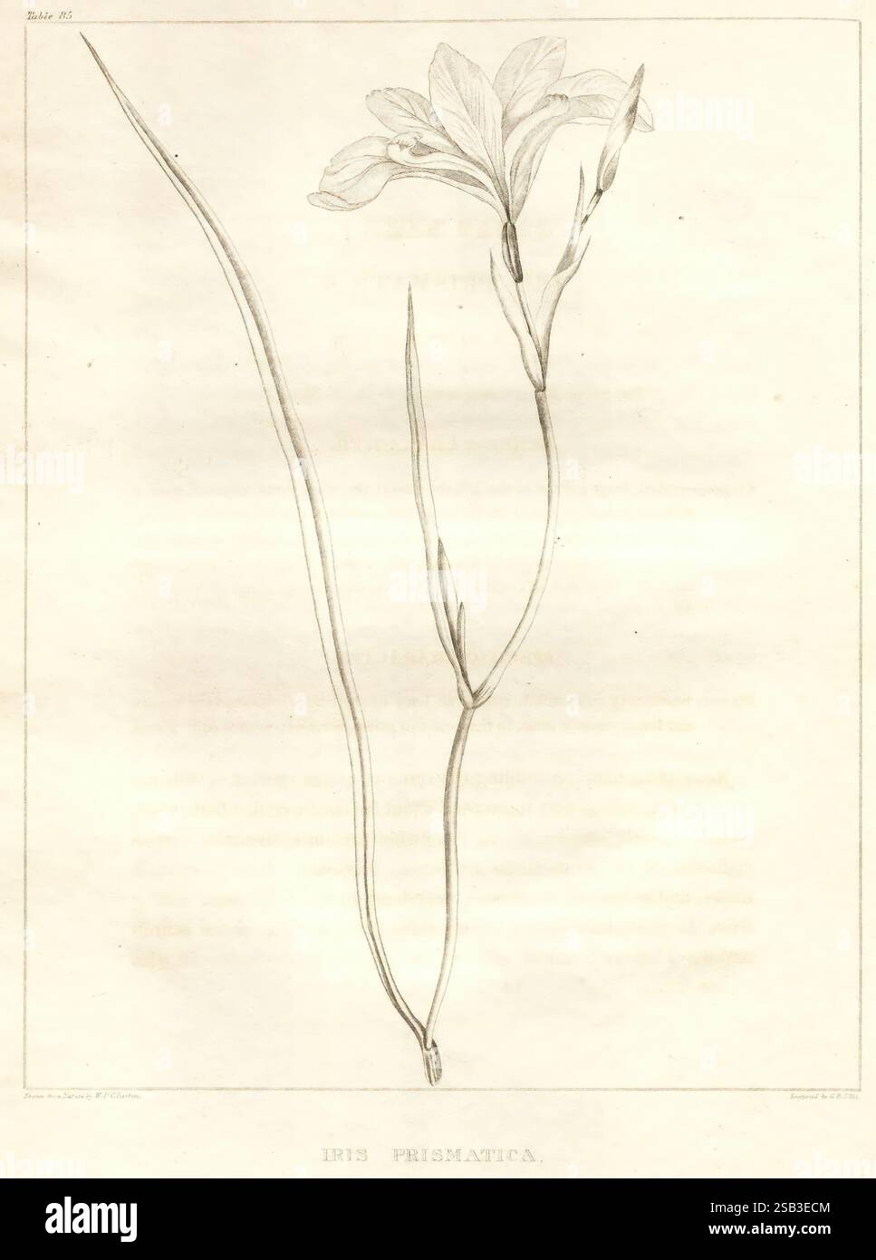 Une flore d'Amérique du Nord, Philadelphie, M. Carey & sons, 1821-23 ...