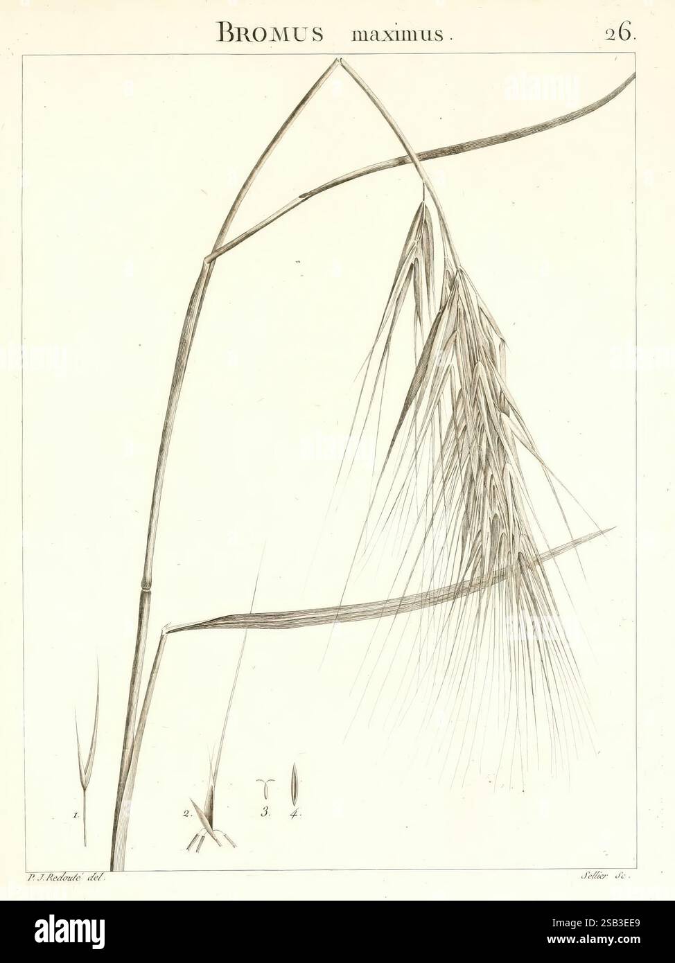 Flora Atlantica sive Historia plantarum quae in Atlante agro Tunetano ...