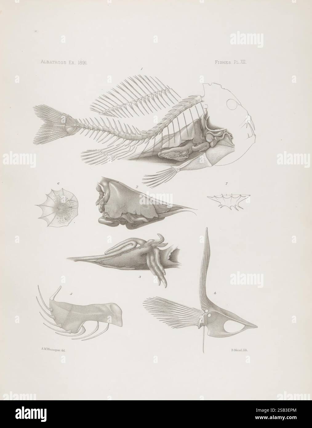 Mémoires du Museum of comparative Zoology, at Harvard College ...