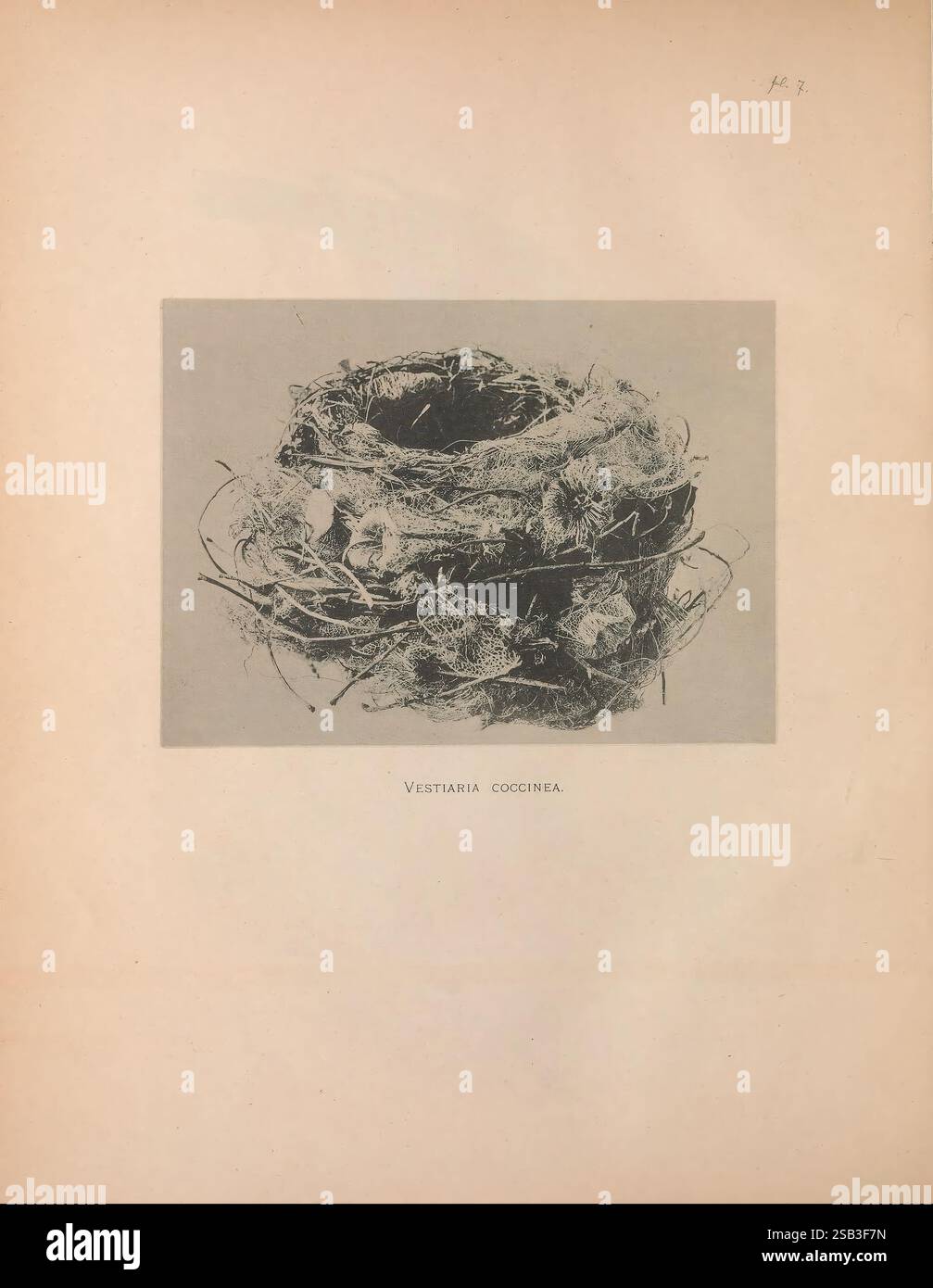 Aves, Hawaiienses, Londres, R.H. porter, 1890-1899, Birds, Hawaii ...