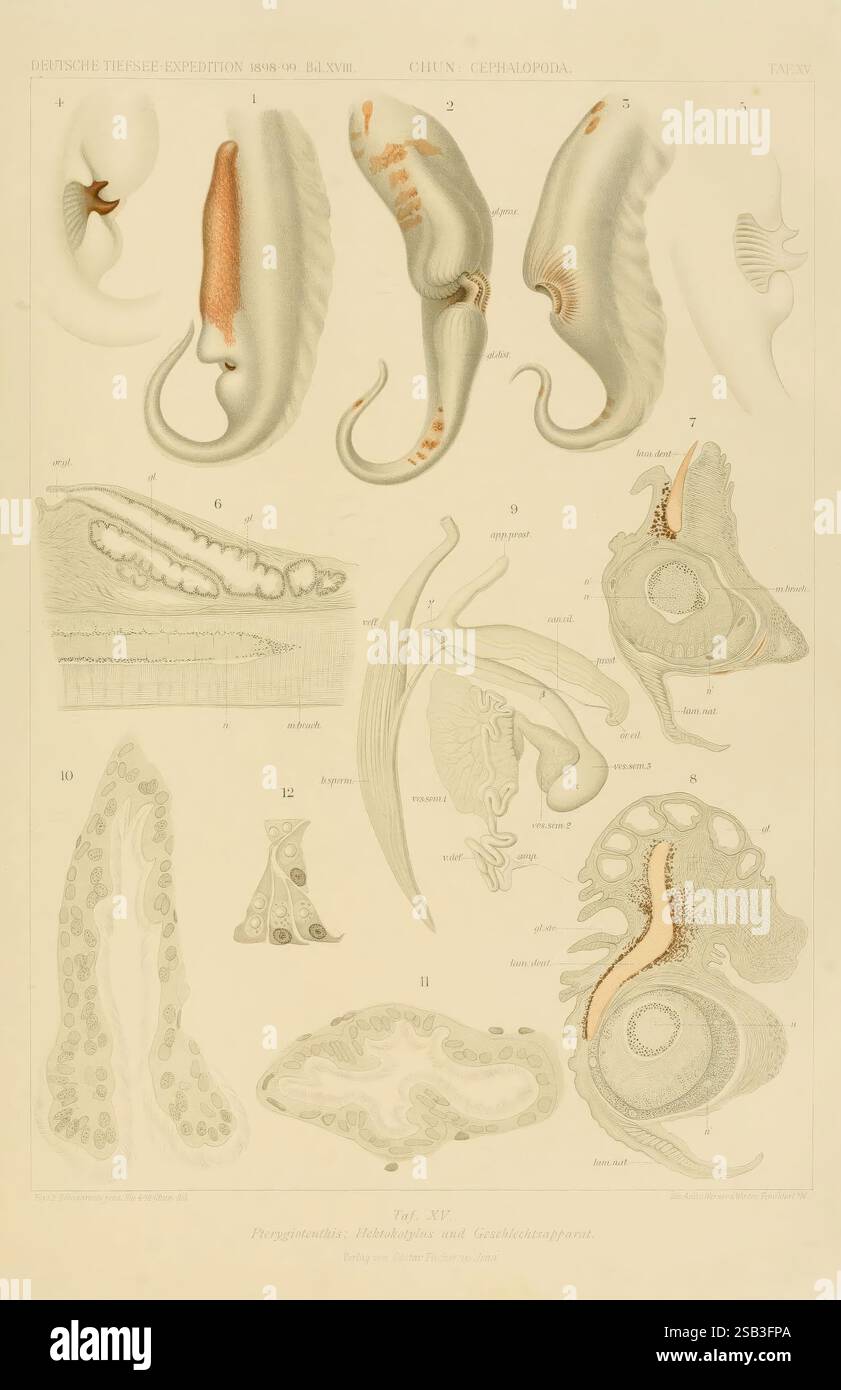 Die Cephalopoden. BD 18, T.1 Atlas, Iena, G. Fischer, 1910-1915 ...