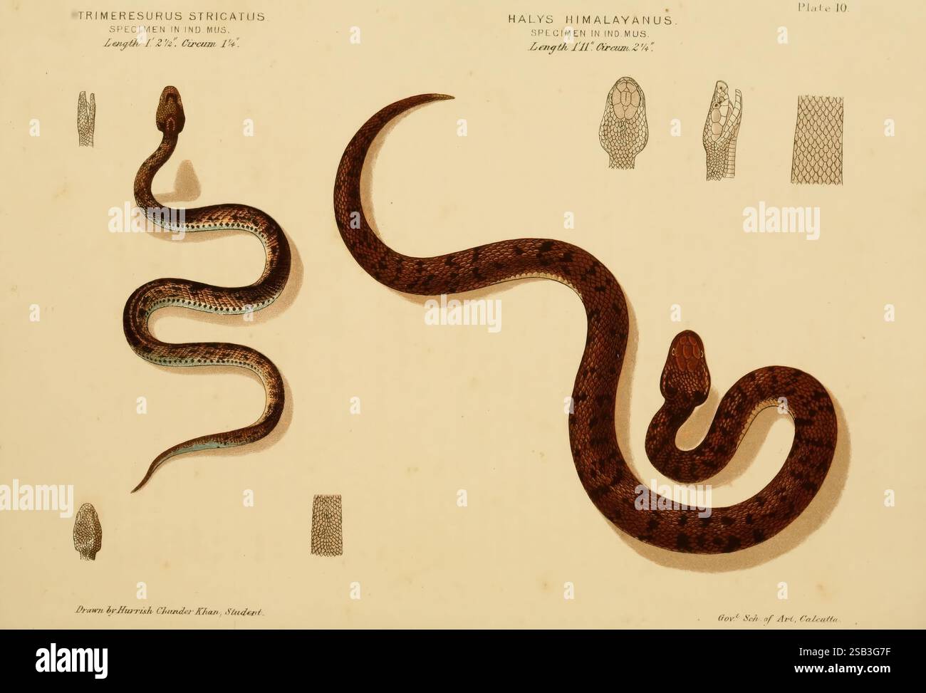 Les, venimeux, serpents, de, Inde, London, J, &, A, Churchill, 1878 ...