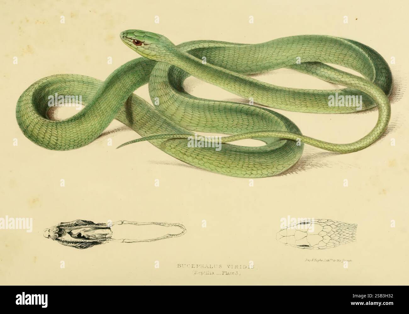 Illustrations of the Zoology of South Africa London, Smith, Elder and ...