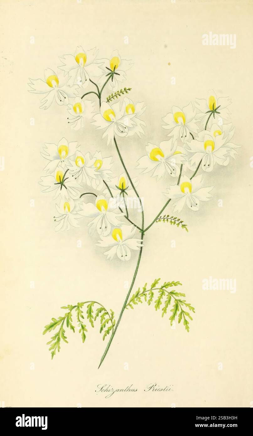 Paxton's Magazine of Botany London, Orr et Smith Botany Periodicals ...