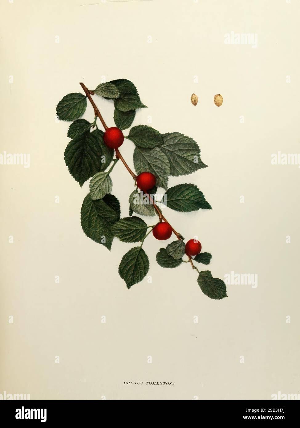 The Cherry of New York, Albany, J. B. Lyon Company, State Prints, 1915 ...