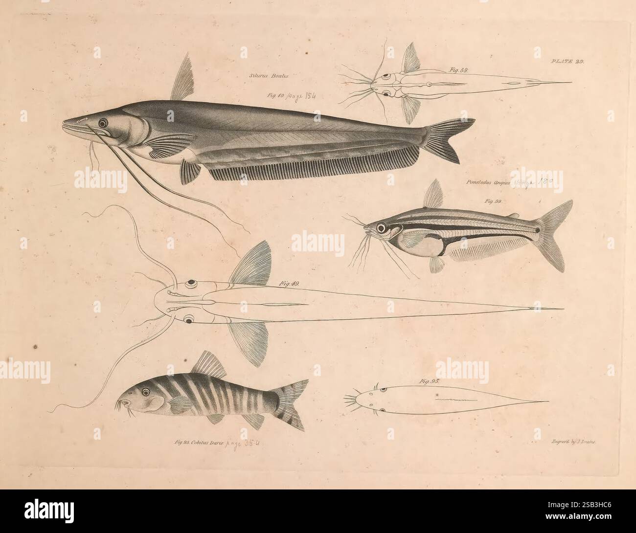 Un compte rendu des poissons trouvés dans le Gange et ses branches ...