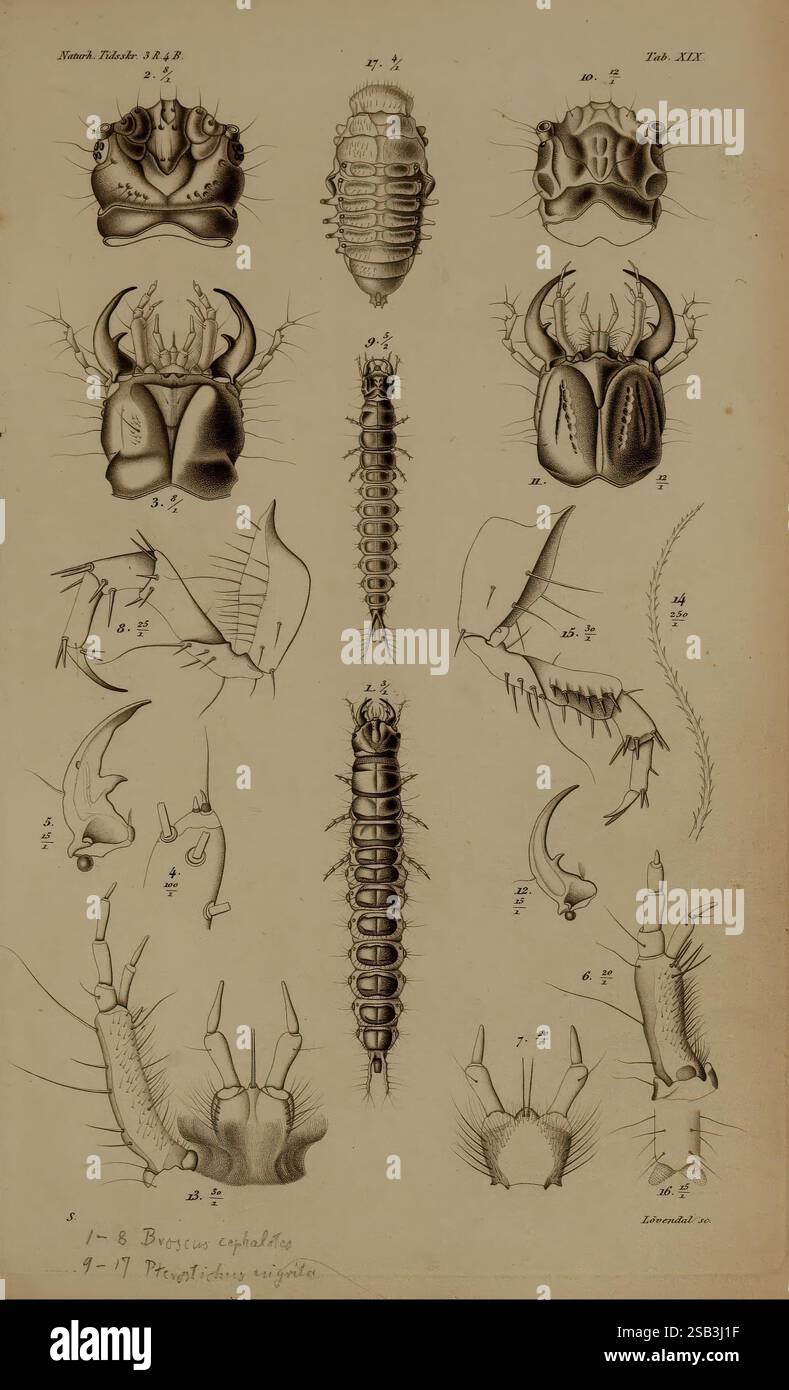 Une illustration scientifique présentant diverses anatomies et ...
