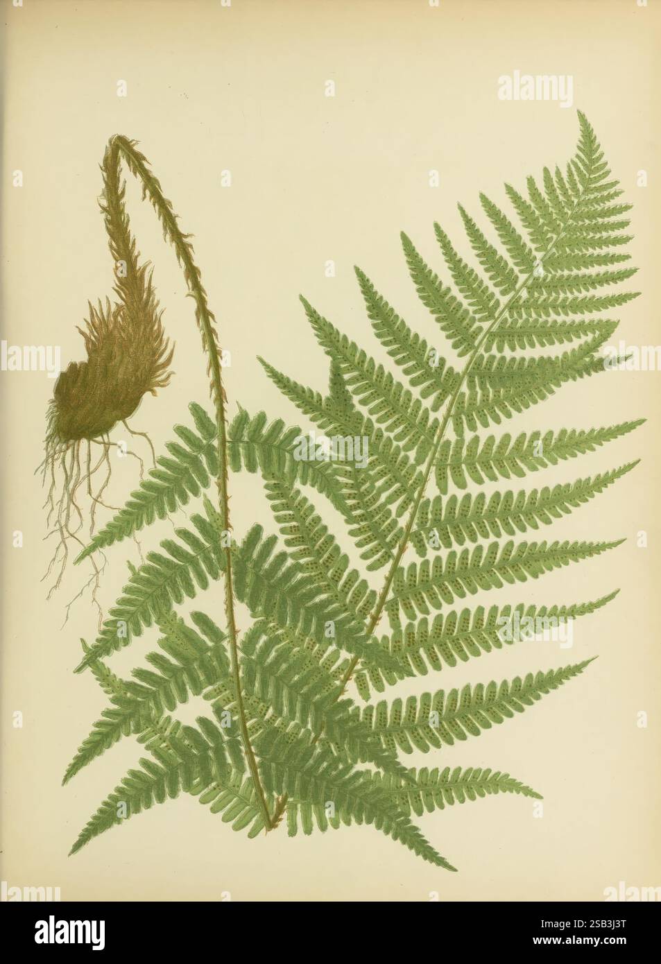 Belles fougères de dessins originaux à l'aquarelle après la nature Troy ...