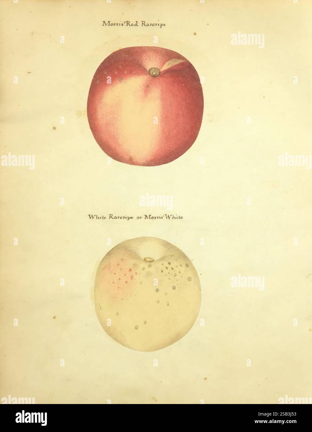William, Coxe, manuscrit, 1810-1831, cette œuvre présente deux pommes ...