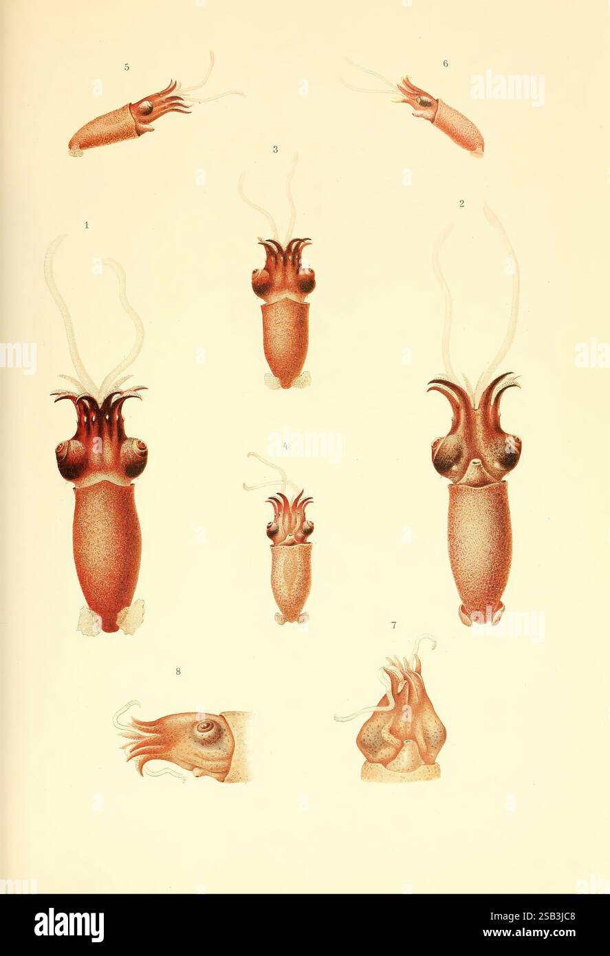 Atlas des céphalopodes, 1975. Cephalopoda, Benthoteuthis Megalops ...