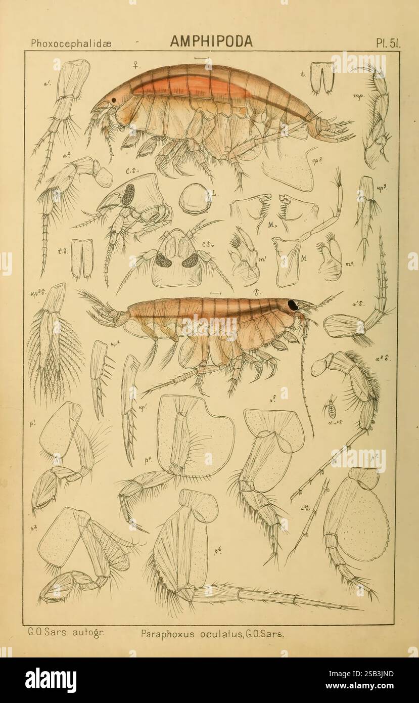 Un récit des crustacés de Norvège Christiania, A. Cammermeyer, 1895 ...