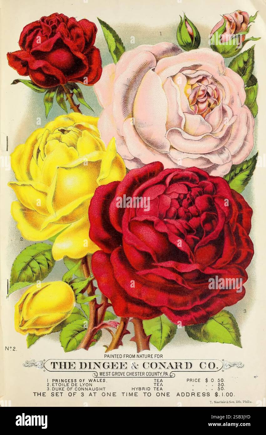1884, le nouveau guide de la culture rose, West Grove, Pa, The Dingee ...