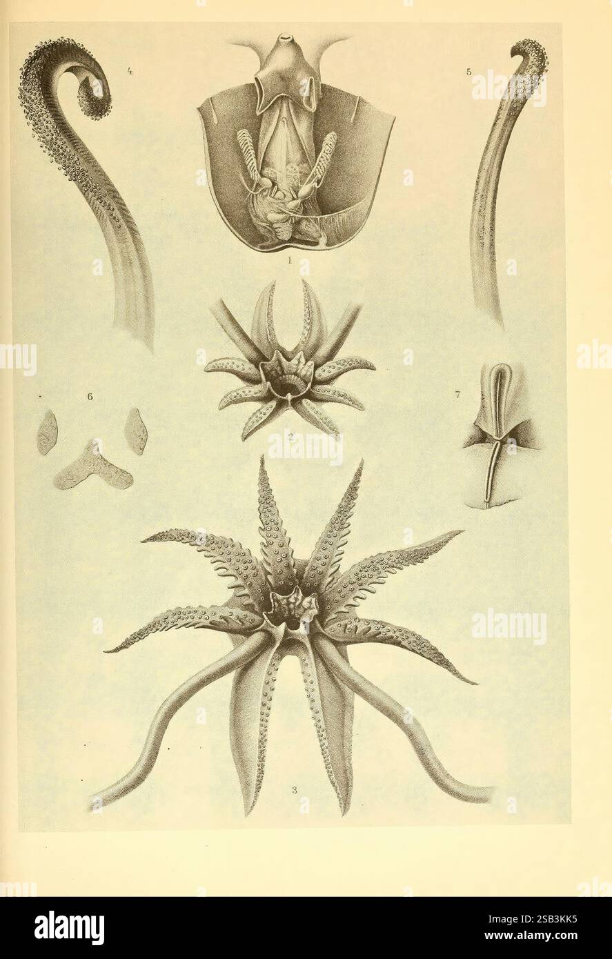 Atlas des céphalopodes, 1975, Cephalopoda, BenthoTeuthis megalops ...