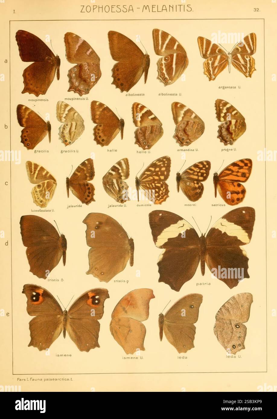 Les Macrolépidoptères du monde, Stuttgart, Seitz'schen (Kernen), 1906 ...