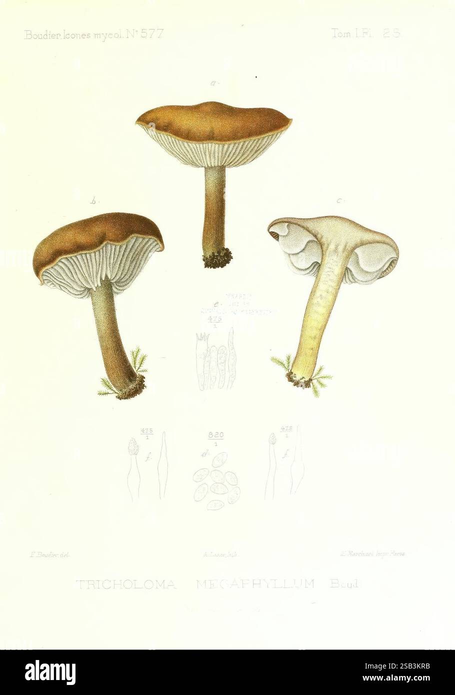 Icones mycologicæ, ou iconographie des champignons de France ...
