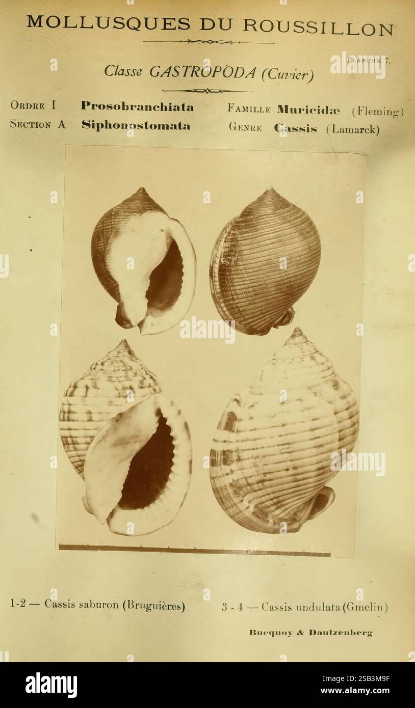Les mollusques marins du Roussillon Paris, J.-B. Baillière, [1882 ...