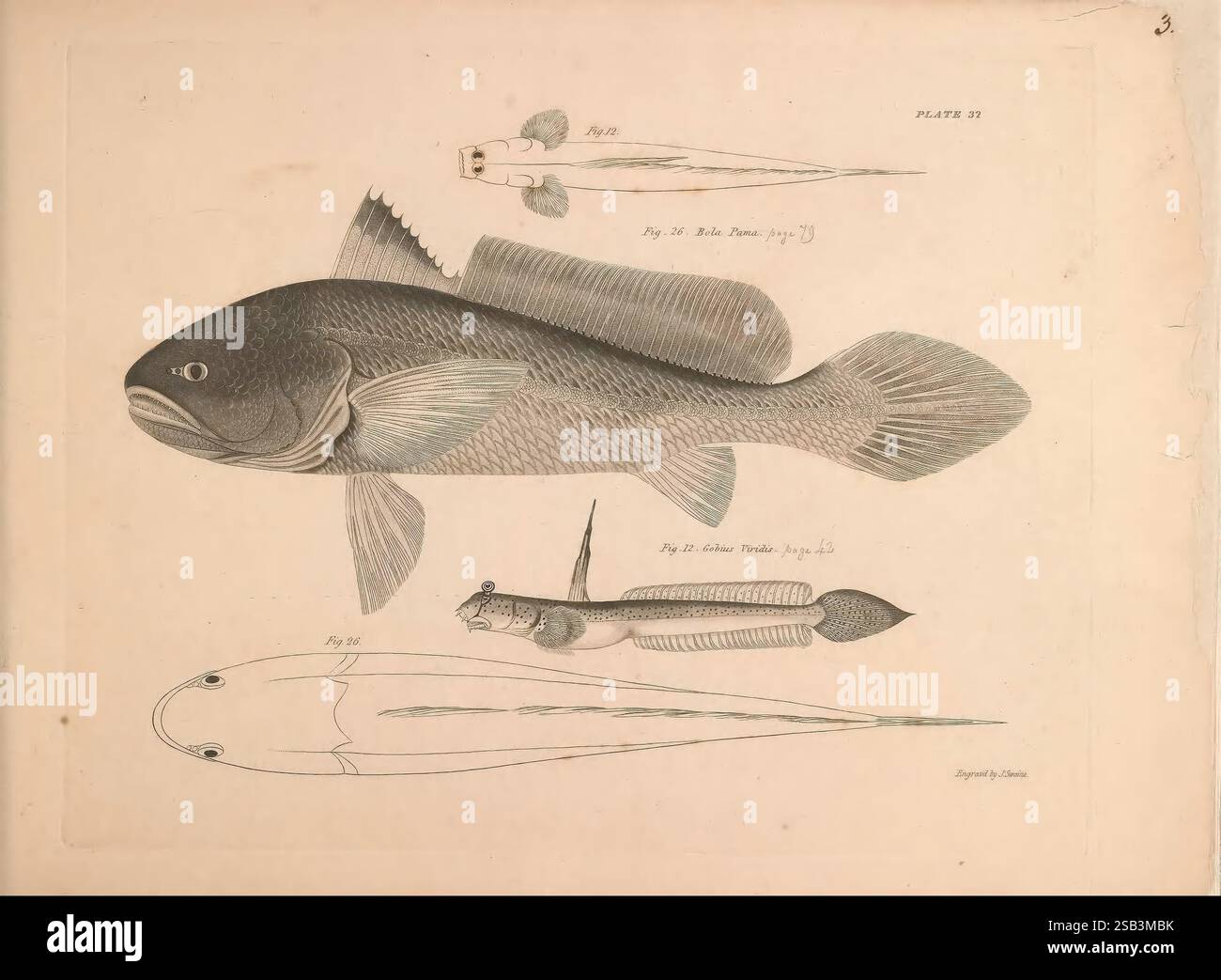 Un compte rendu des poissons trouvés dans le Gange et ses branches ...