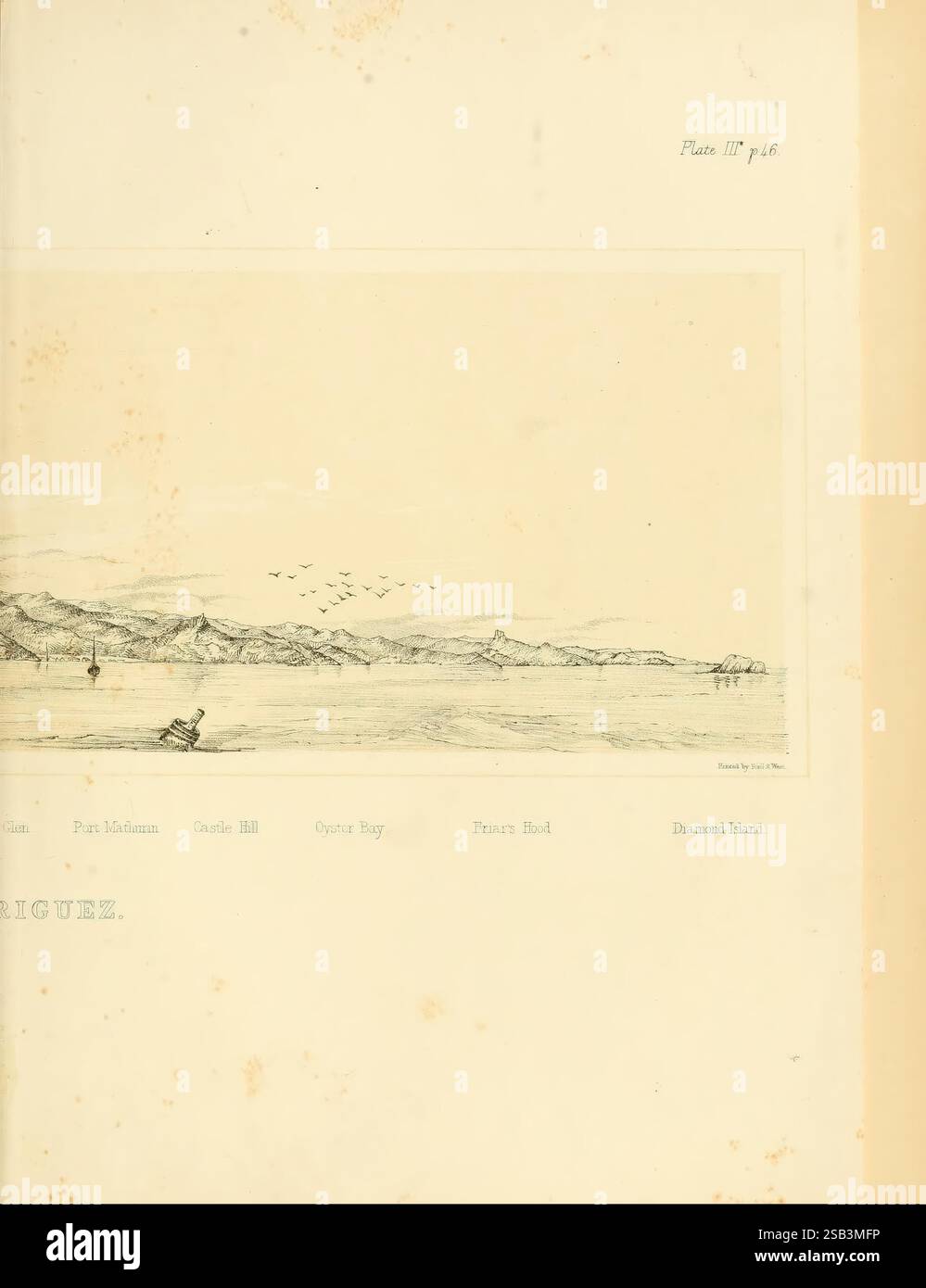 Le dodo et sa famille, Londres, Reeve, Benham, et Reeve, 1848, Océan ...