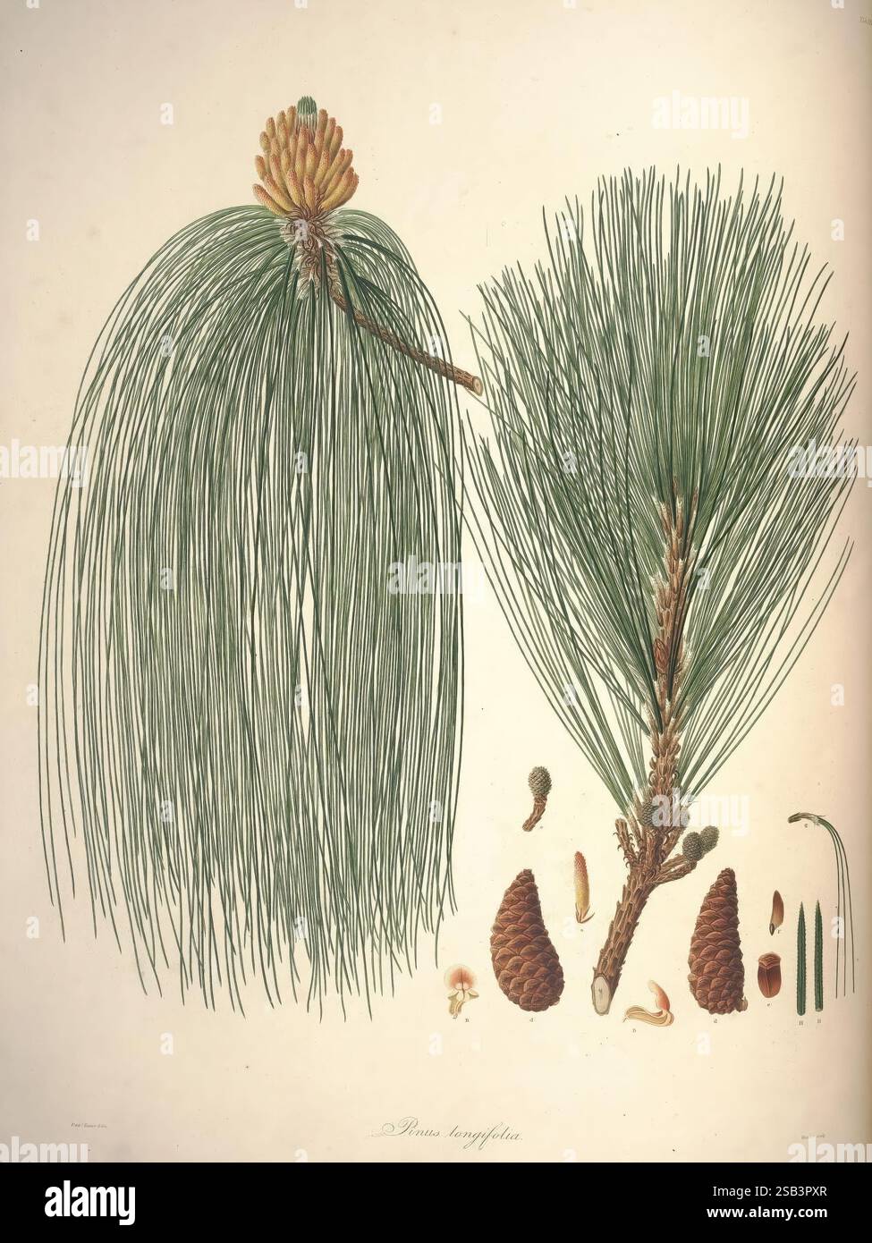 Une description du genre Pinus, London, J. White, 1803-1824, Pinaceae, Pinus roxburghii, Une ...