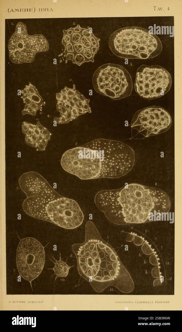 Genèse, organisation et métamorphose de l'infusoria, Firenze, Tipo. Di ...