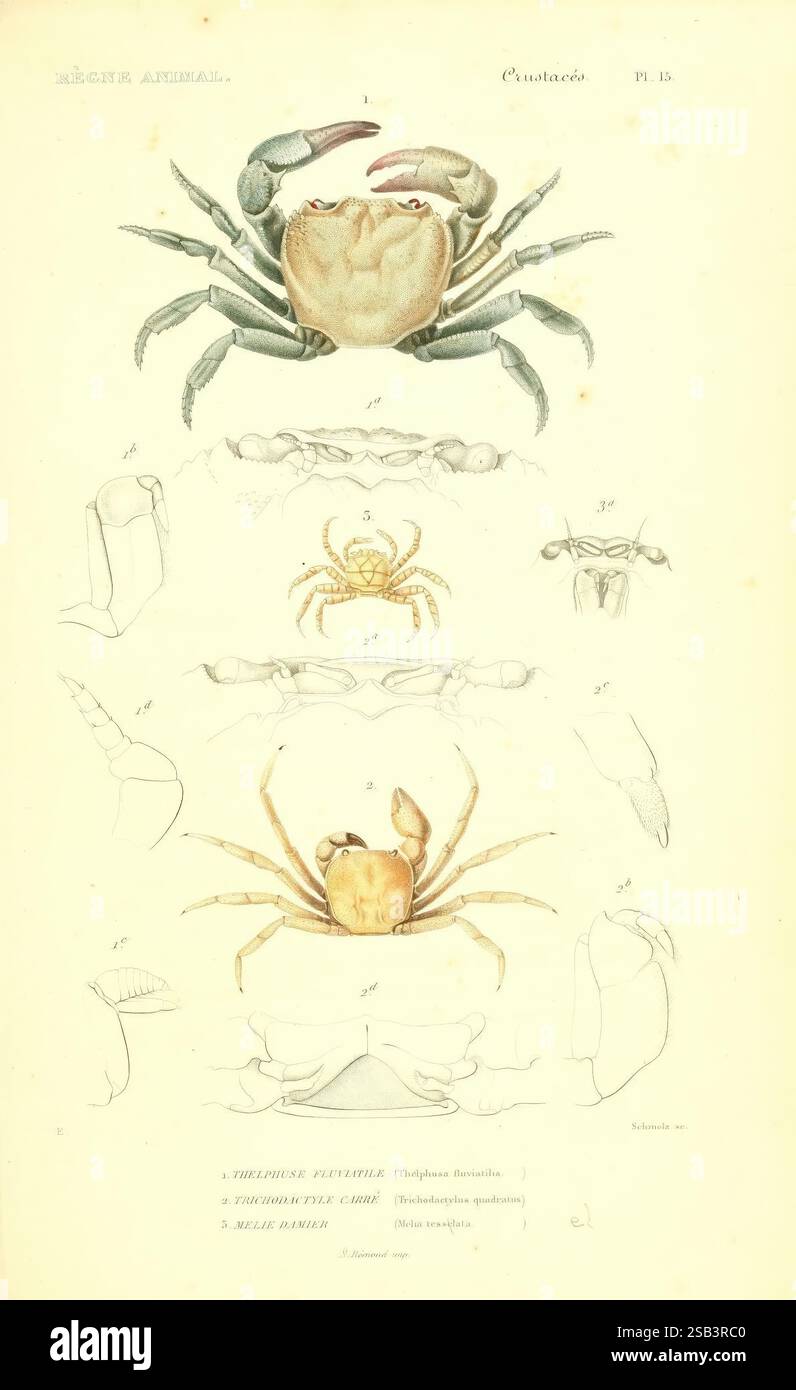 Le règne animal distribué d'après son organisation Paris, 1836-1849, anatomie, comparative ...