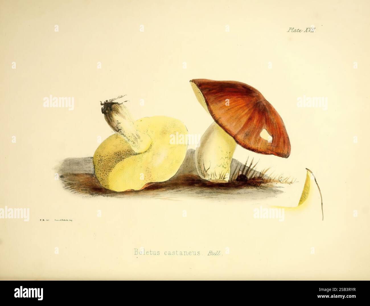 Illustrations of British Mycology, London, Reeve, Benham and Reeve ...