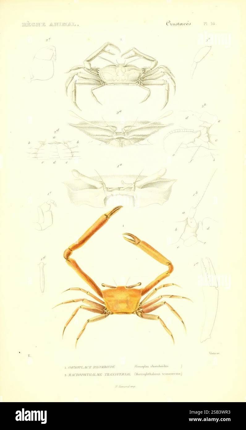 Le règne animal distribué d'après son organisation, Paris, 1836-1849, anatomie, comparative ...