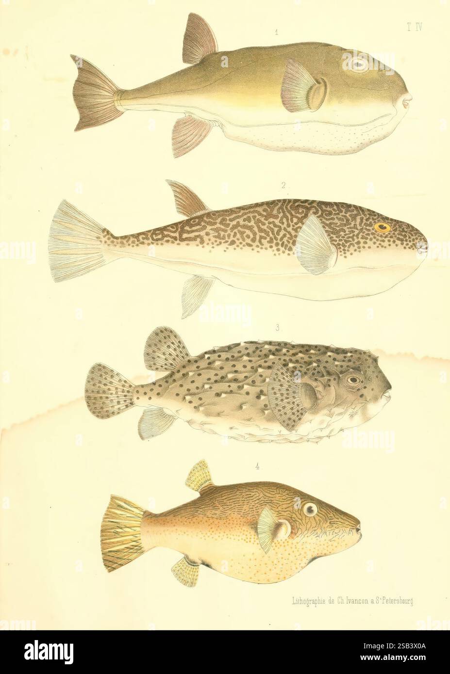Atlas des poissons vénénéneux S.-Peterburg, Tipografïia V.S. Balasheva ...