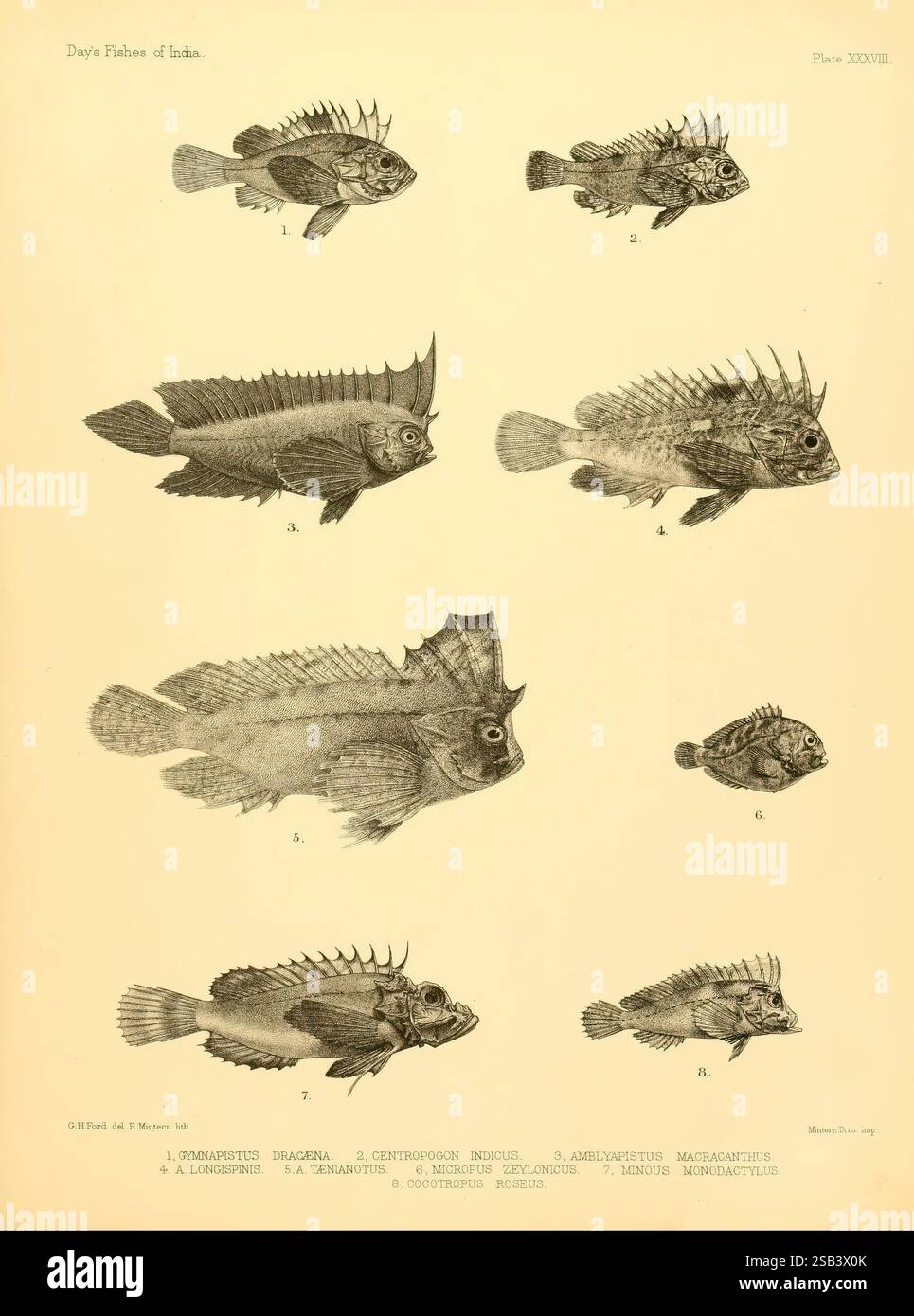 Les poissons de l'Inde, [1875]-1878. Inde, Birmanie, Océan Indien, Sri ...
