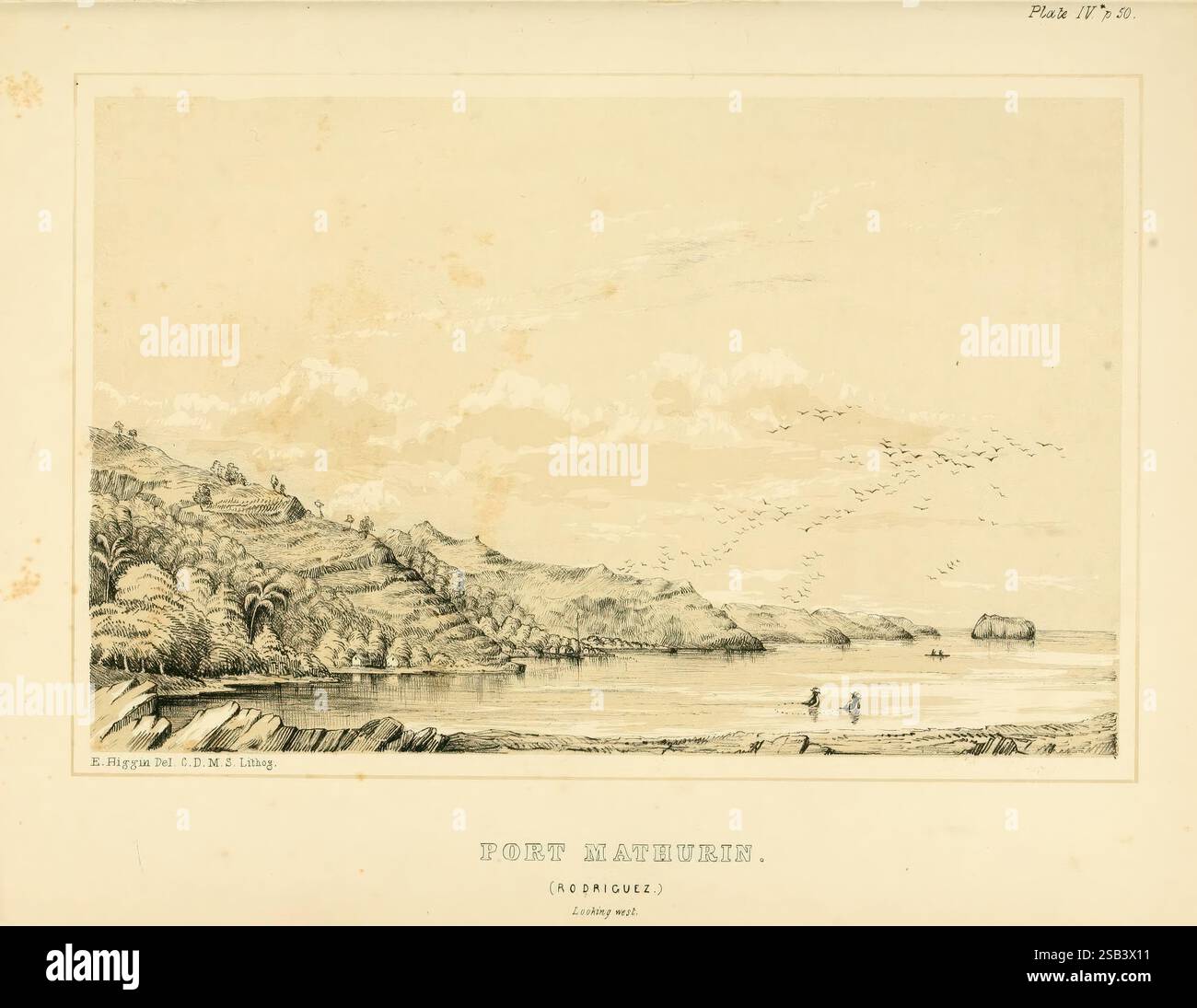 Le dodo et sa famille, Londres, Reeve, Benham, et Reeve, 1848, Océan ...
