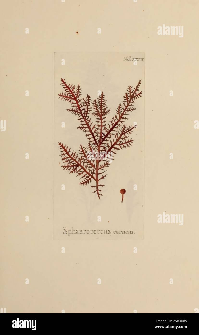 Hydrophytologiae, Regni, Napolitani, icones, Neapoli, ex, Typographia ...