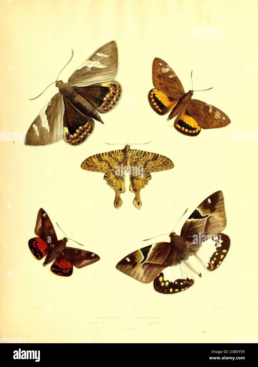 Illustrations, de, typiques, spécimens, de, Lepidoptera, Heterocera, in ...