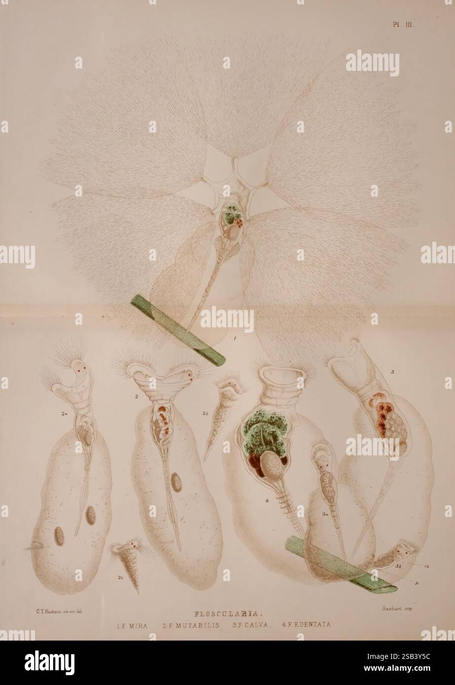 The Rotifera, Longmans, Green, 1889. Rotifera roue microscopique ...