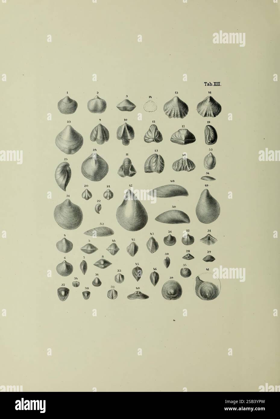 Fragmenta silurica e dono Caroli Henrici Wegelin Holmiae, Samson ...
